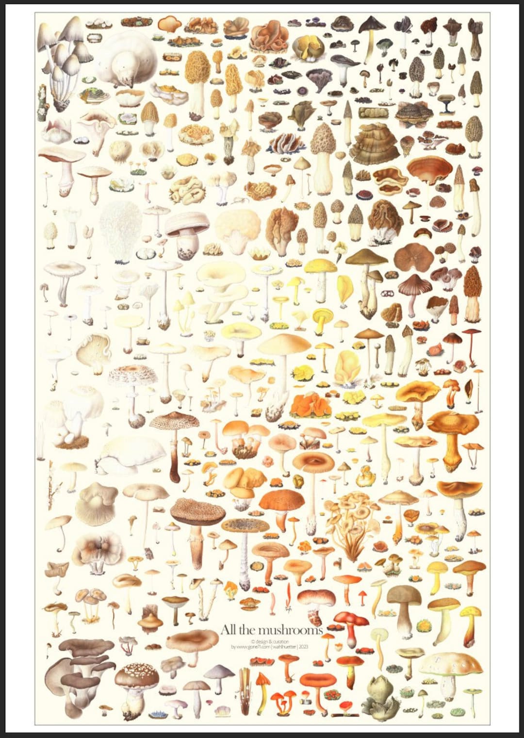 All the Mushrooms | Poster | A1 - Etsy