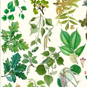 Trees of Northern Europe - Etsy