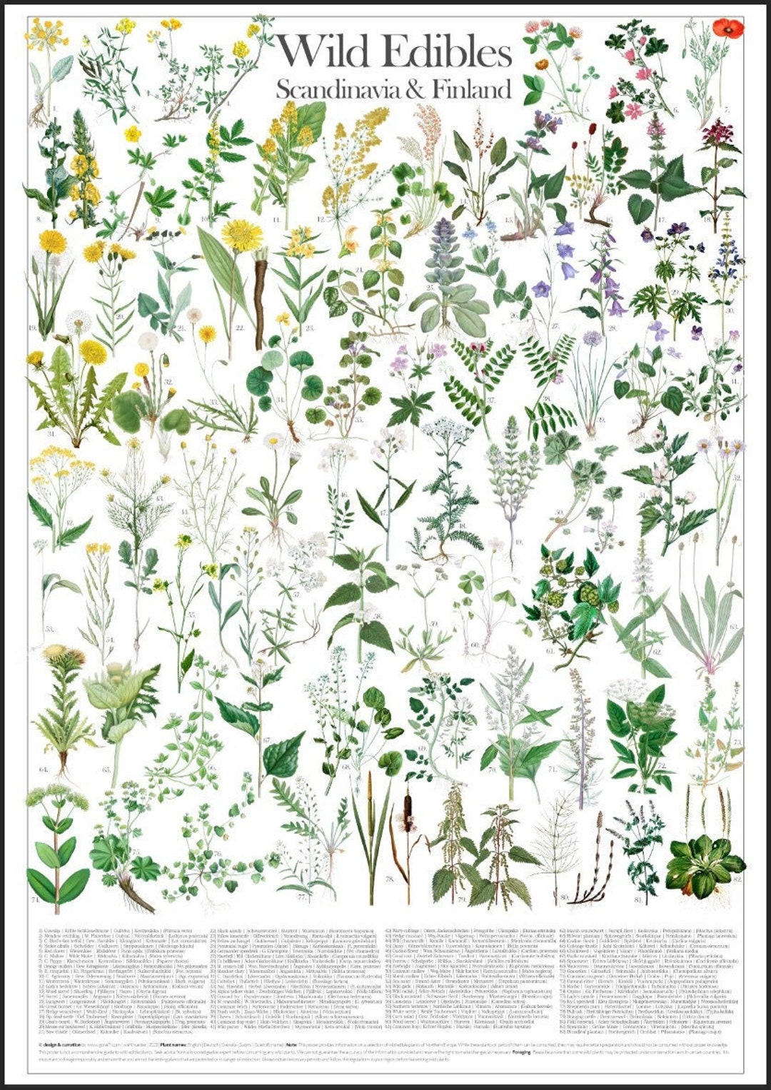 Wild Edible Plants of Scandinavia & Finland - Etsy