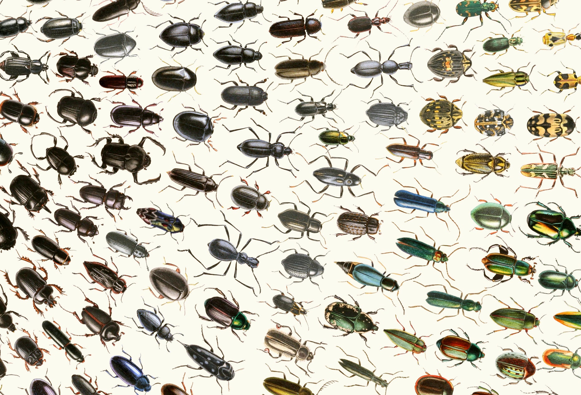 Coleoptera | 1000 Bugs | 1000 Beetles (digital Poster) | High Resolution DIN A1 (23.4 X 33.1 ...