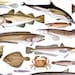 Marine Life in Norway - Etsy