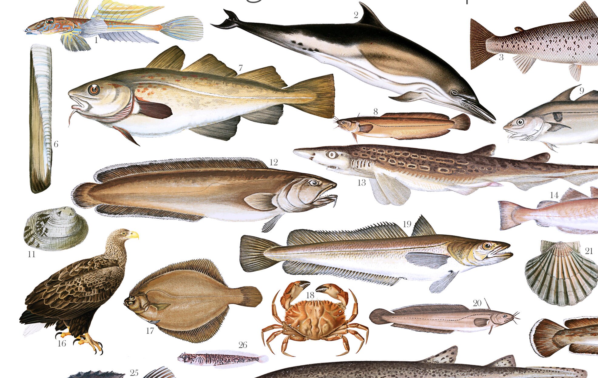 Marine Life in Norway - Etsy