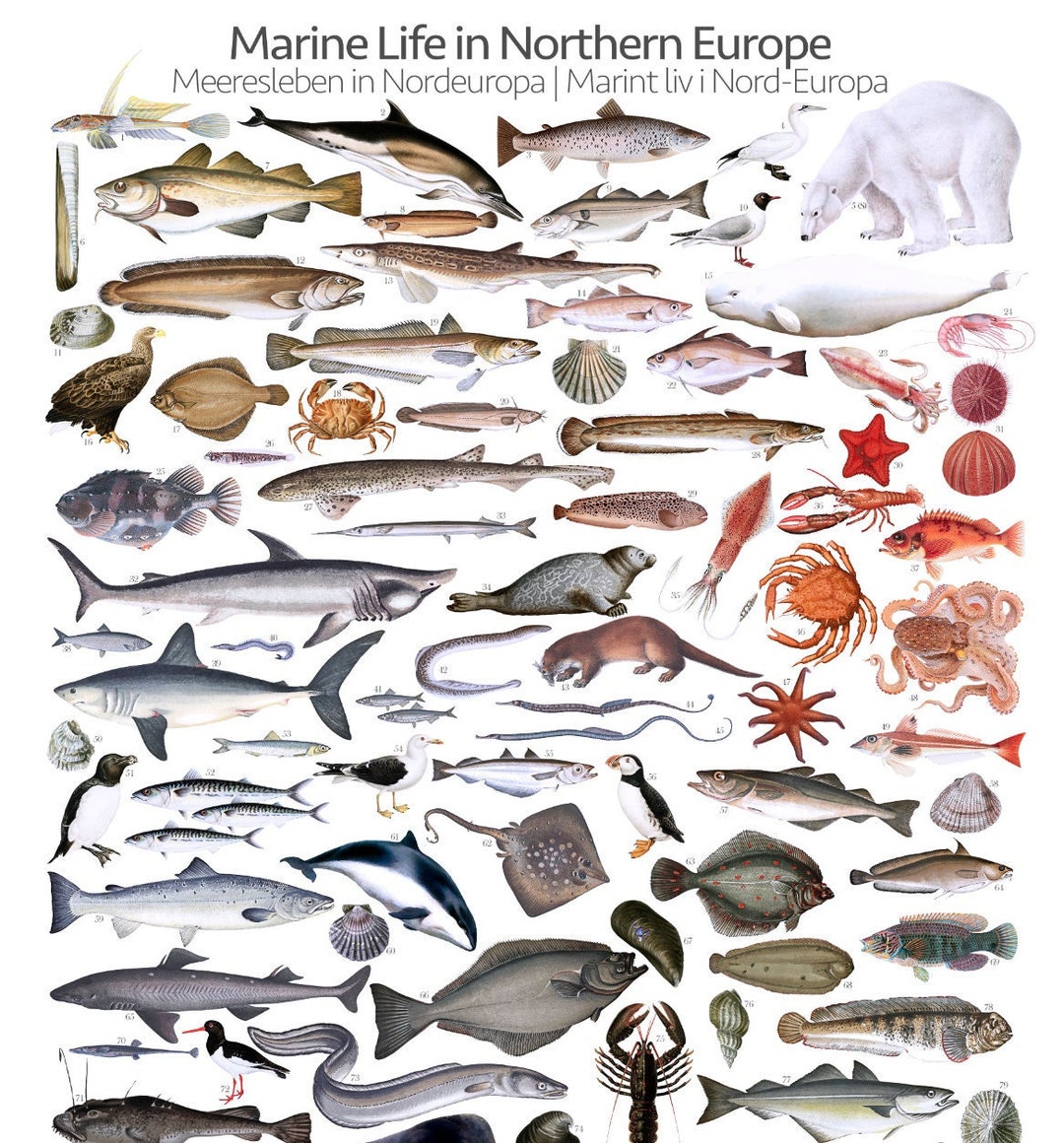 Marine Life in Northern Europe (digital Download) - Etsy