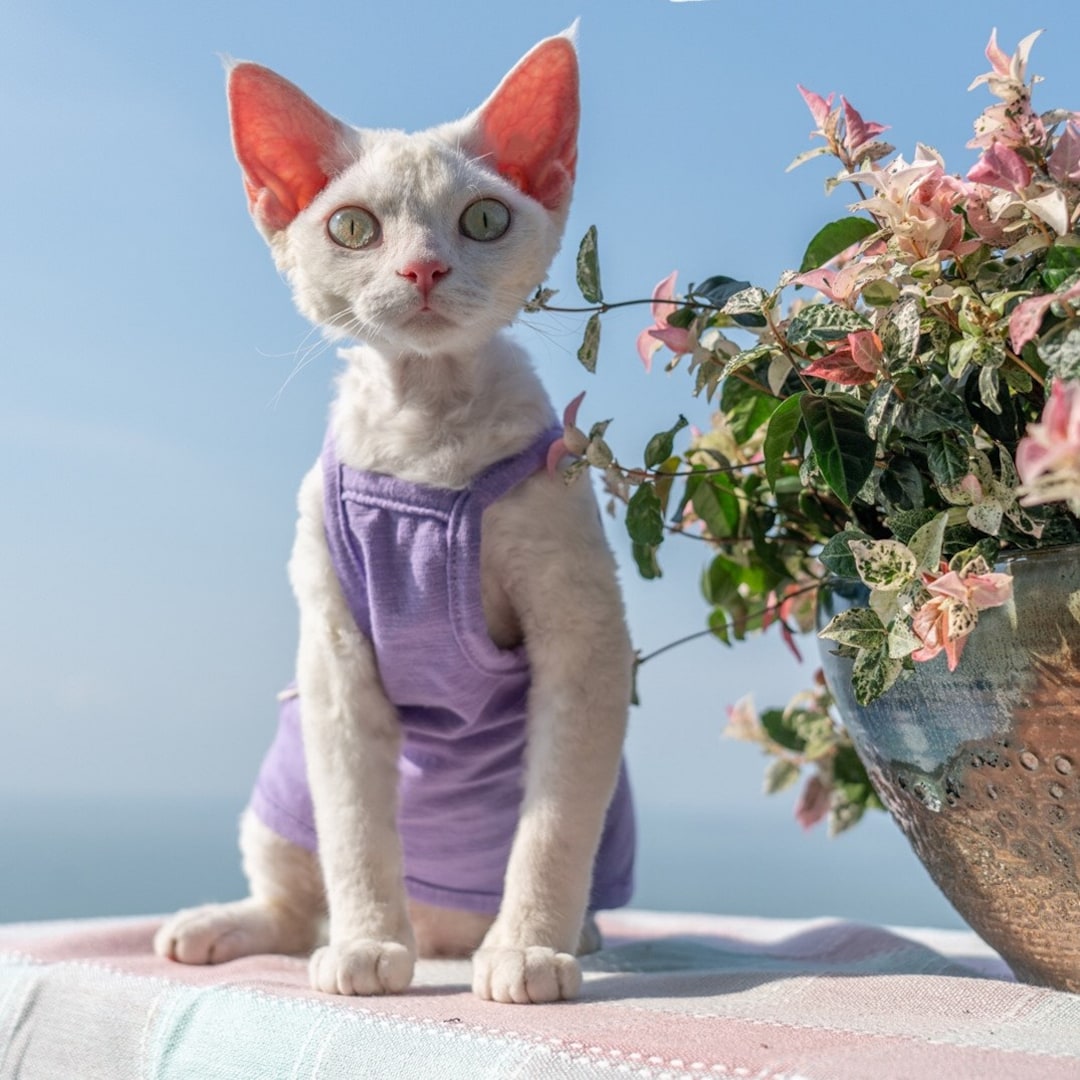 Sphynx Cat Clothes Summer Sphynx Tops Sphynx Clothes Cotton - Etsy