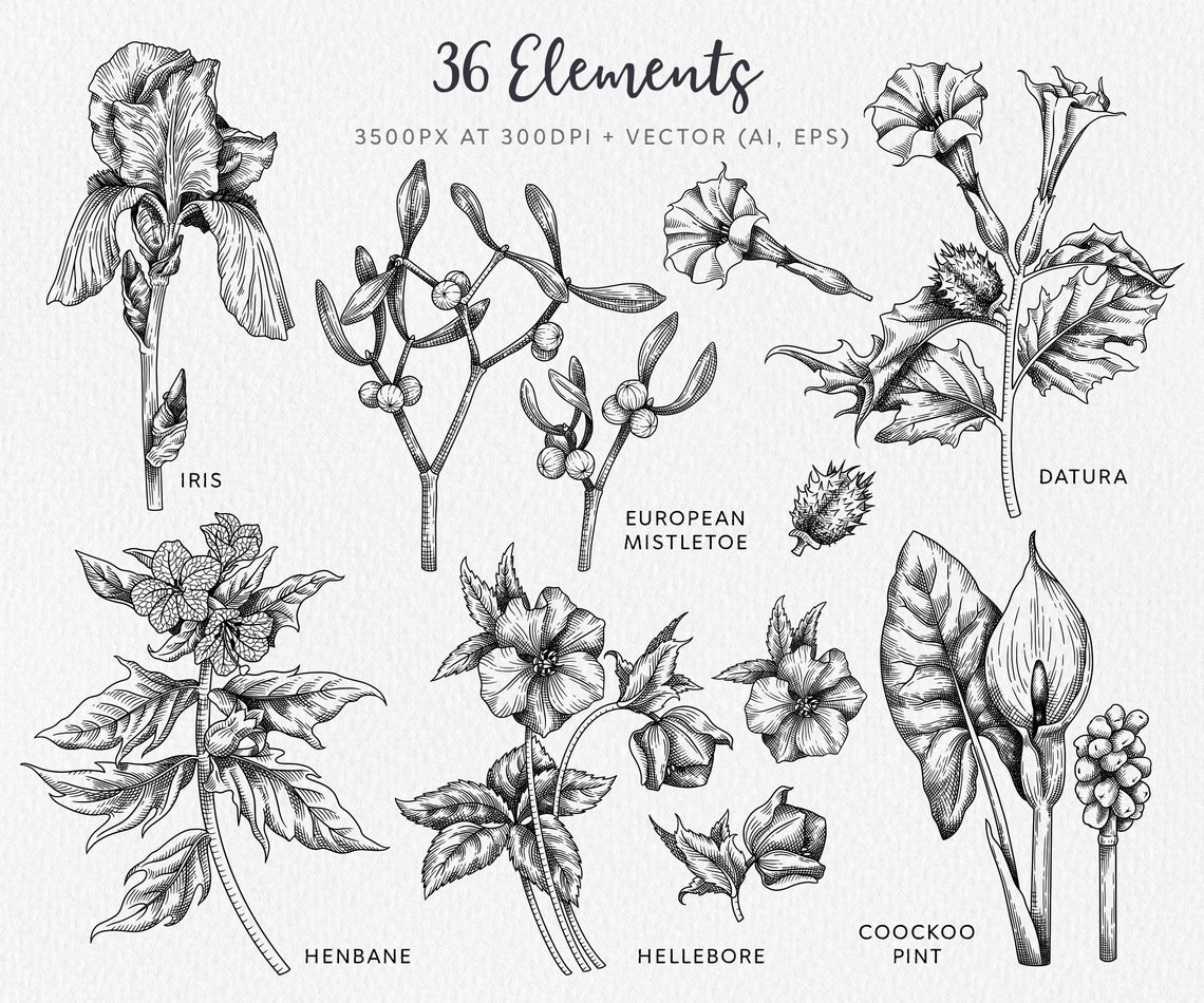 Poisonous Plants Vector Illustrations / Apothecary Svg / Poisonous ...