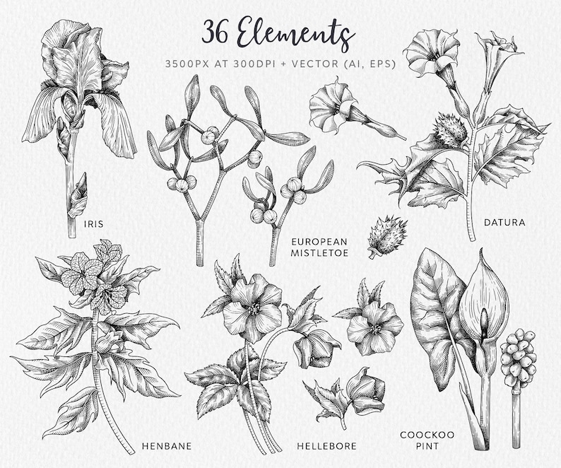 Poisonous Plants Vector Illustrations / Apothecary Svg / Poisonous ...