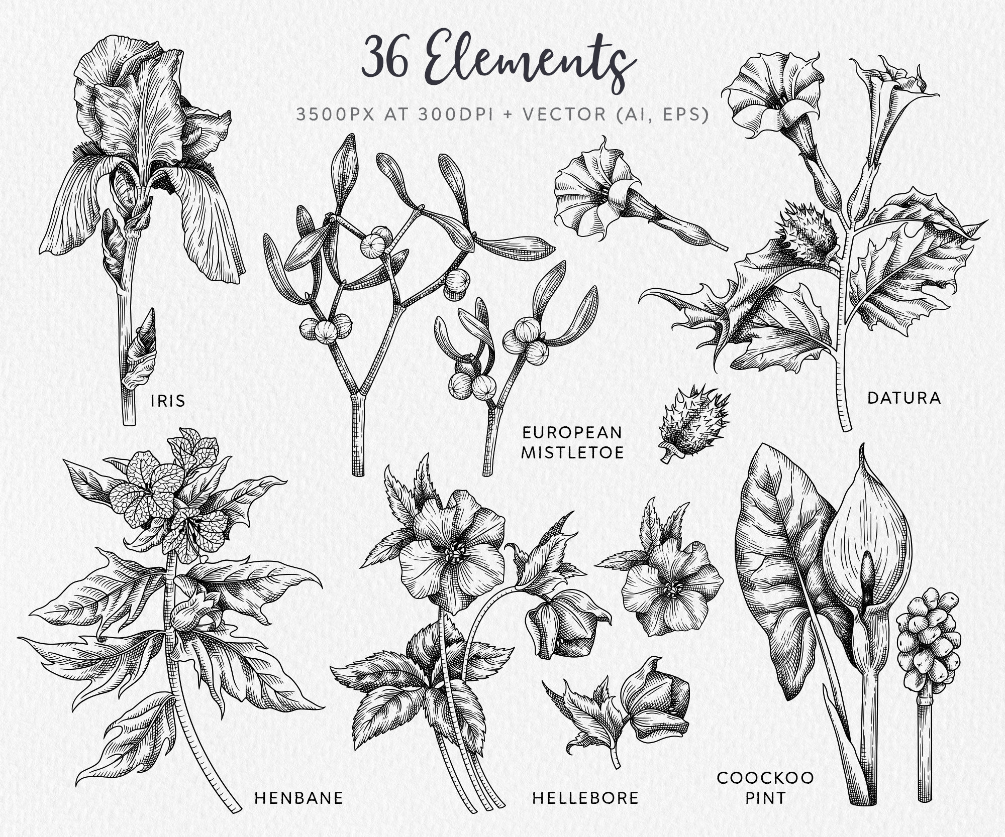 Poisonous Plants Art Vector Illustrations / Apothecary Svg / Poisonous ...