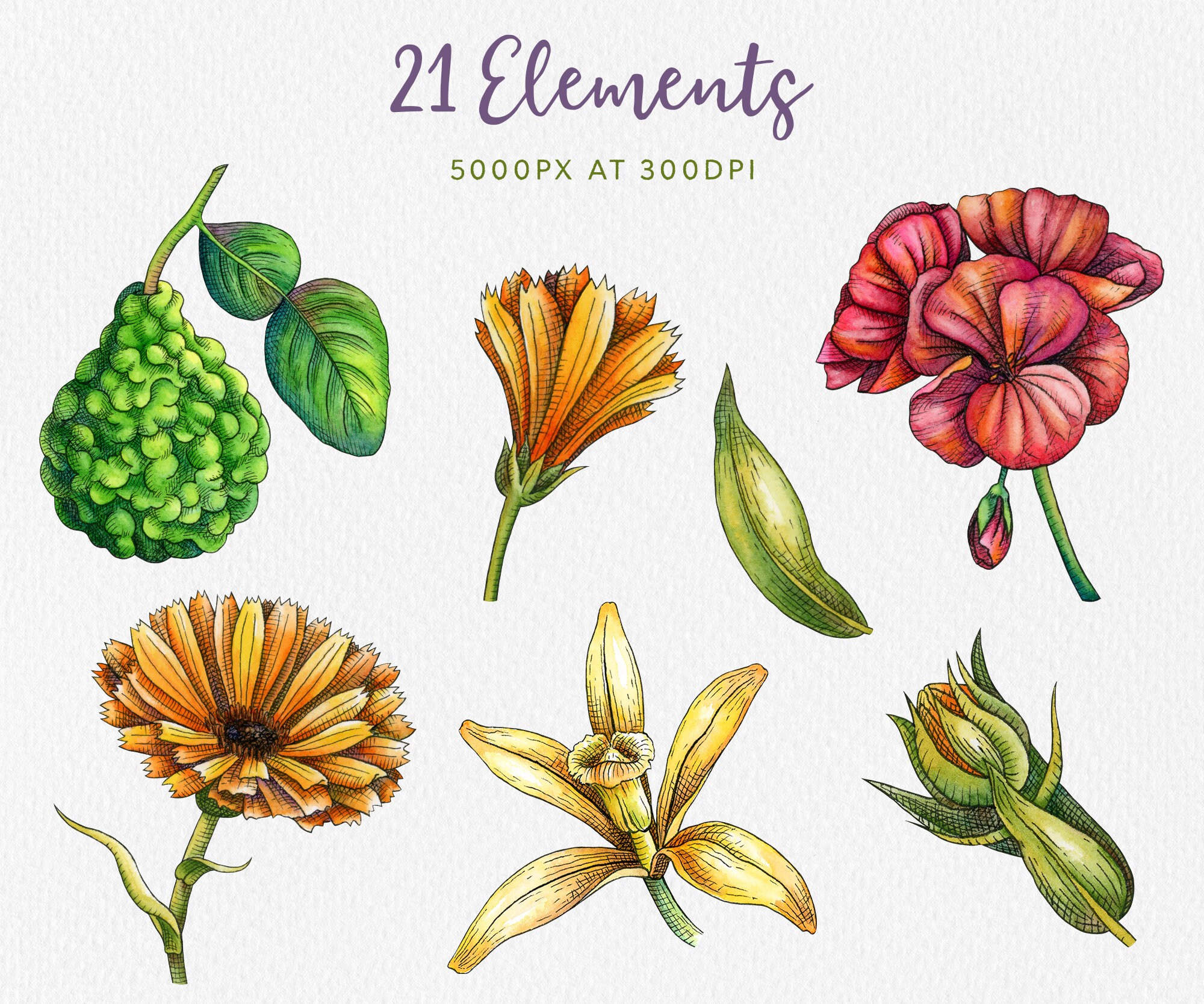 Aromatherapy Watercolor Clipart: Hand Painted Floral Clipart / Cotton ...