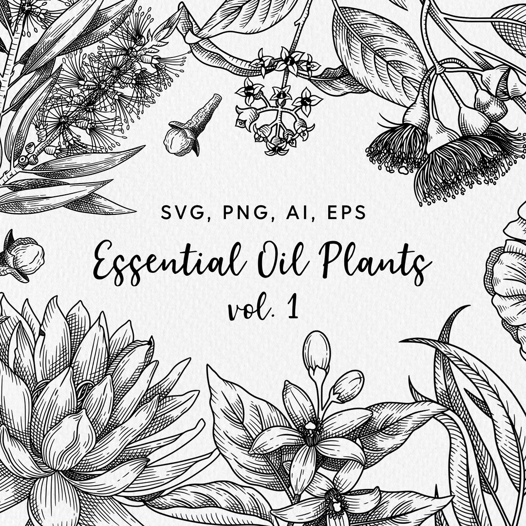 Essential Oil Plants: Wellness SVG Clipart. Hand Drawn Vector Botanical ...