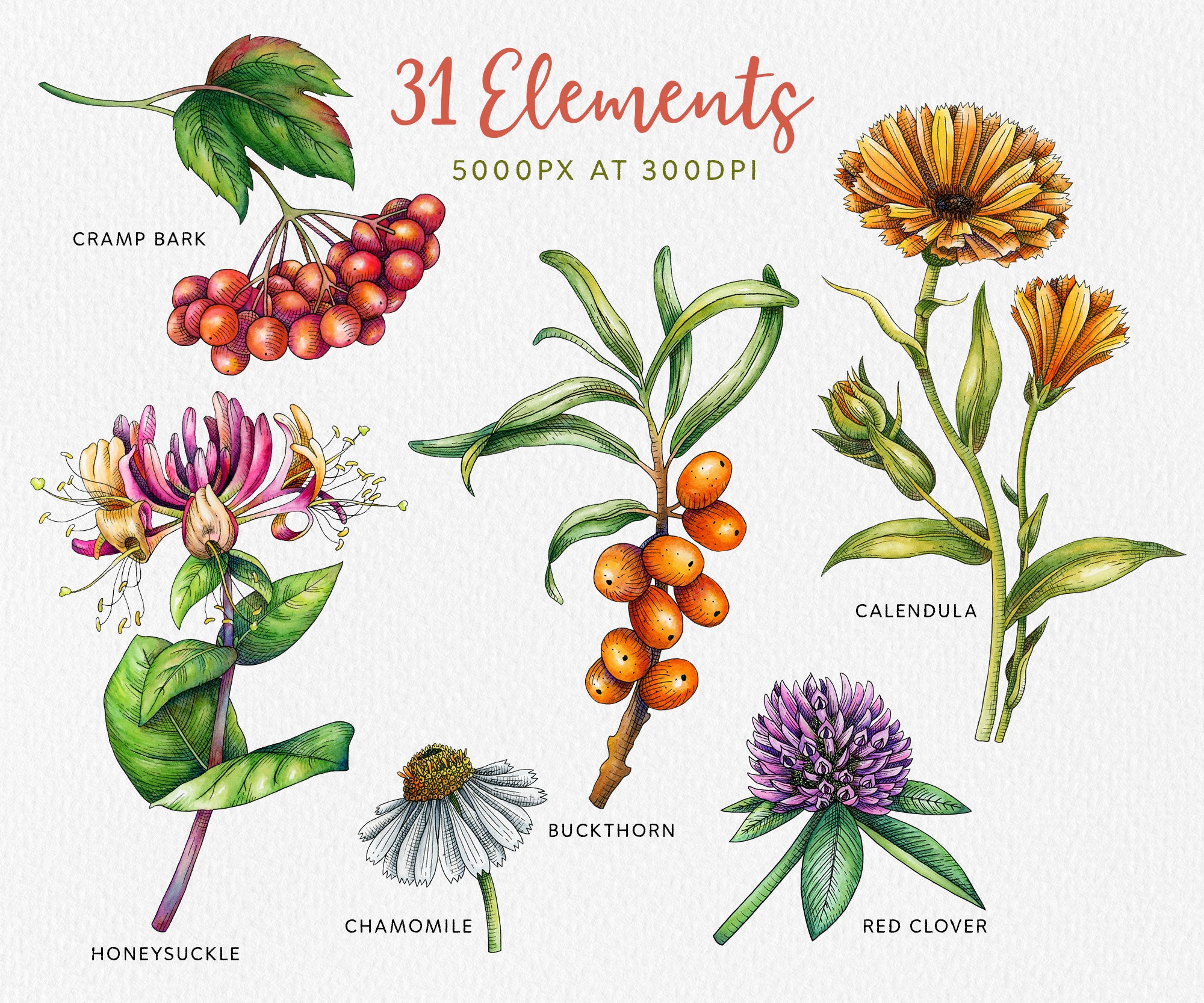 Watercolor Medicinal Herb Clipart: Botanical Art Plants (PNG Digital ...