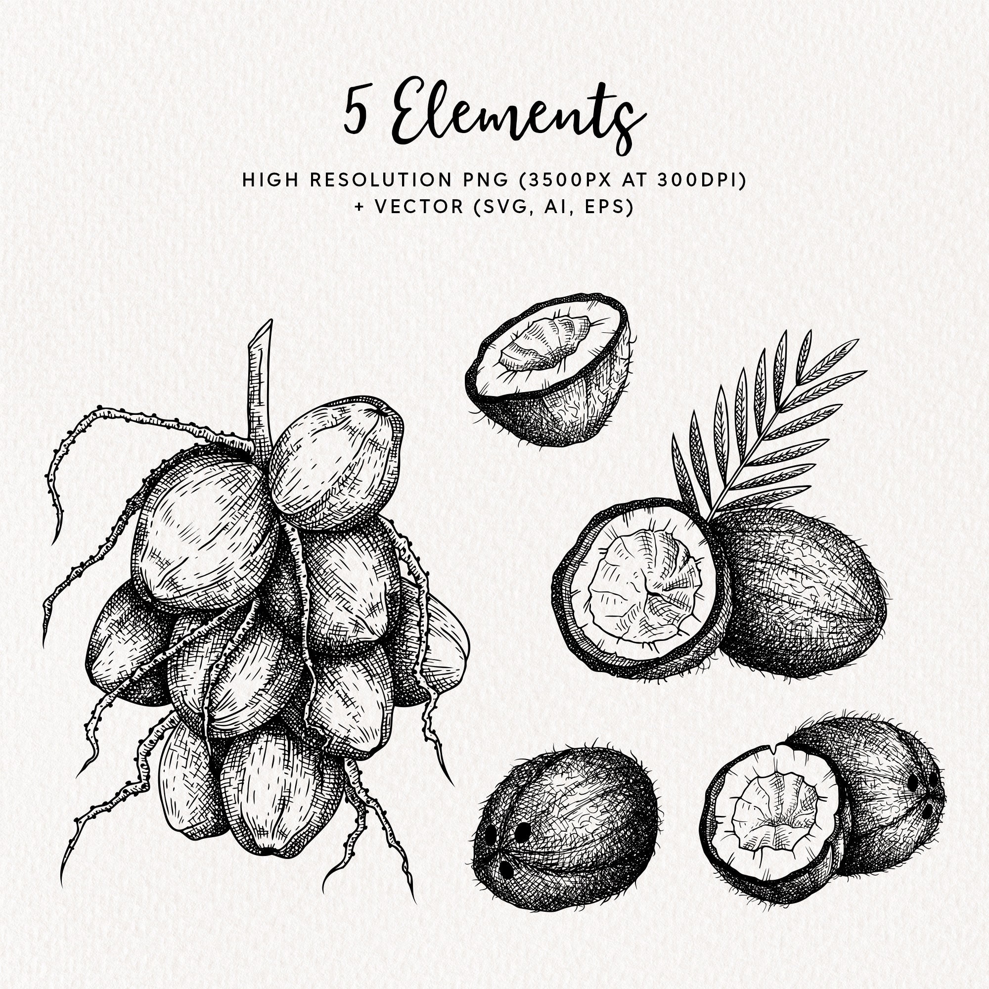 Coconut - Hand Drawn Vector Illustrations - Png, Svg, Ai, Eps ...