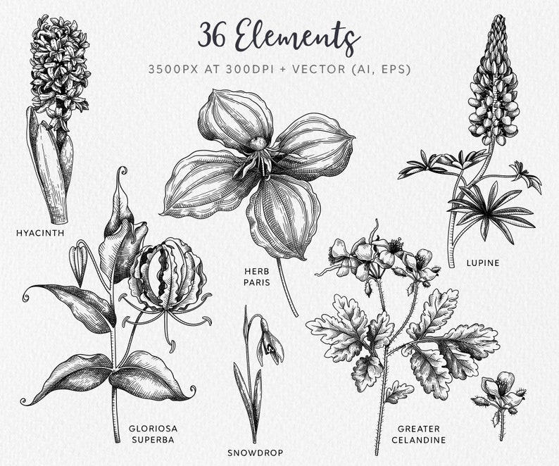 Poisonous Plants Art Vector Illustrations / Apothecary Svg / Poisonous ...