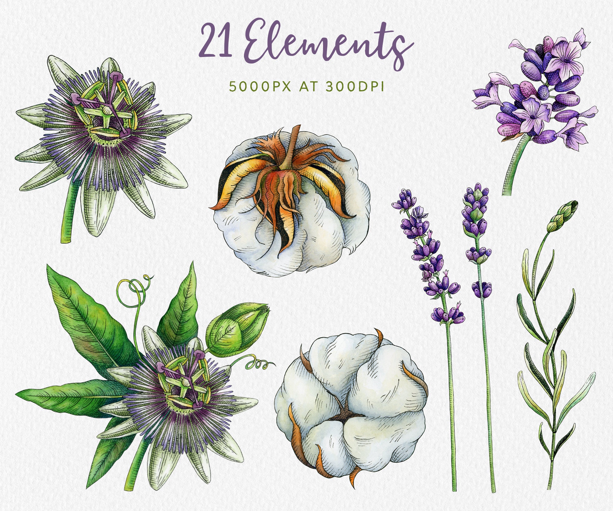 Aromatherapy Watercolor Clipart: Hand Painted Floral Clipart / Cotton ...