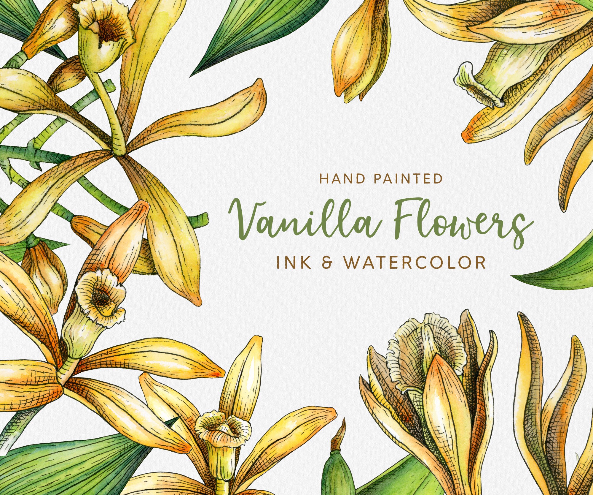 Vanilla Flower Watercolor Clipart: Hand-painted Floral PNG (digital ...