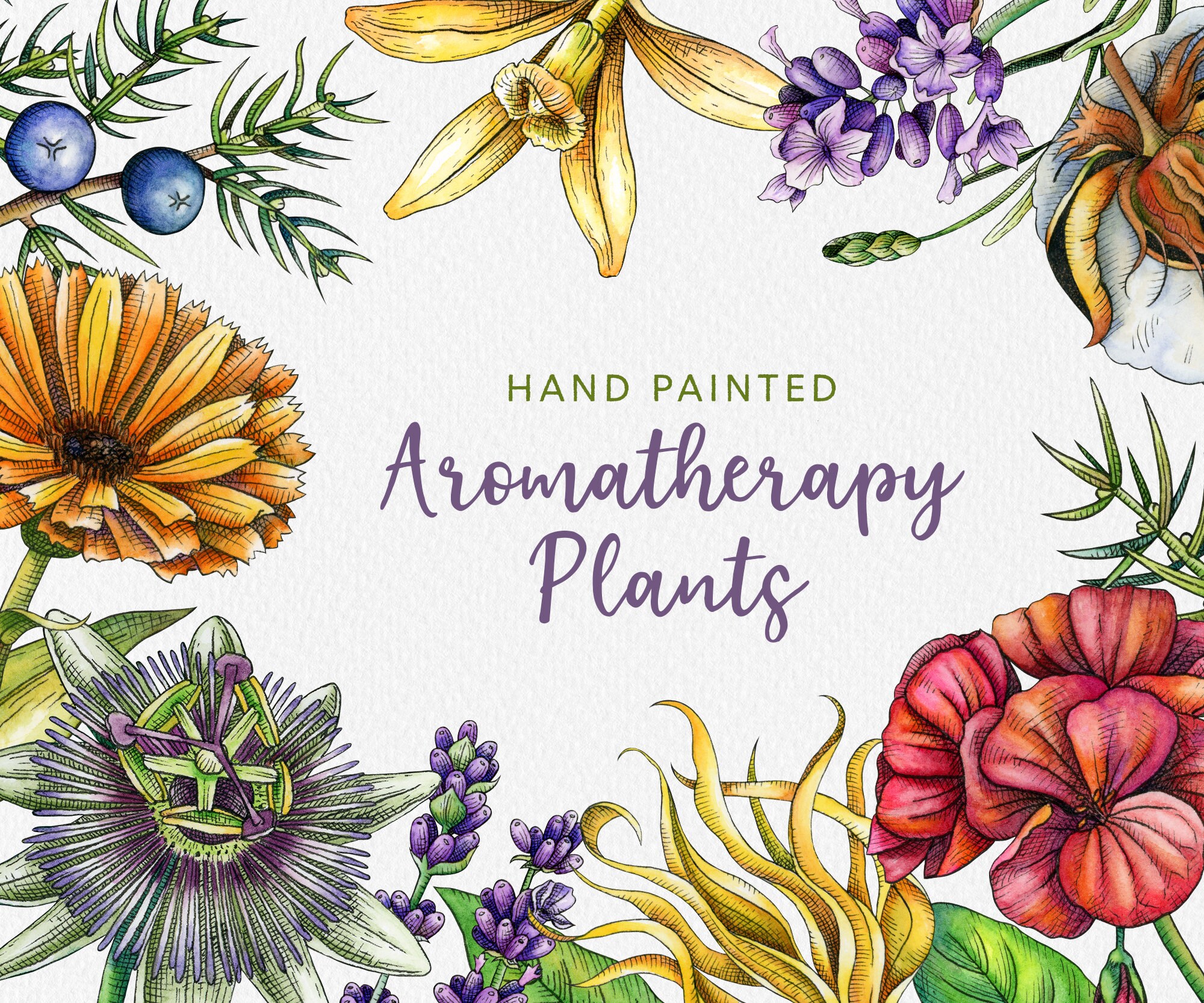 Aromatherapy Watercolor Clipart: Hand Painted Floral Clipart / Cotton ...