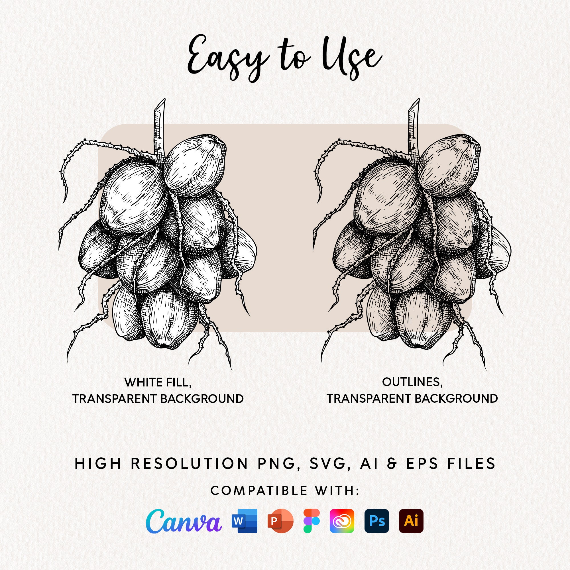 Coconut Hand Drawn Vector Illustrations Png, Svg, Ai, Eps. Compatible ...