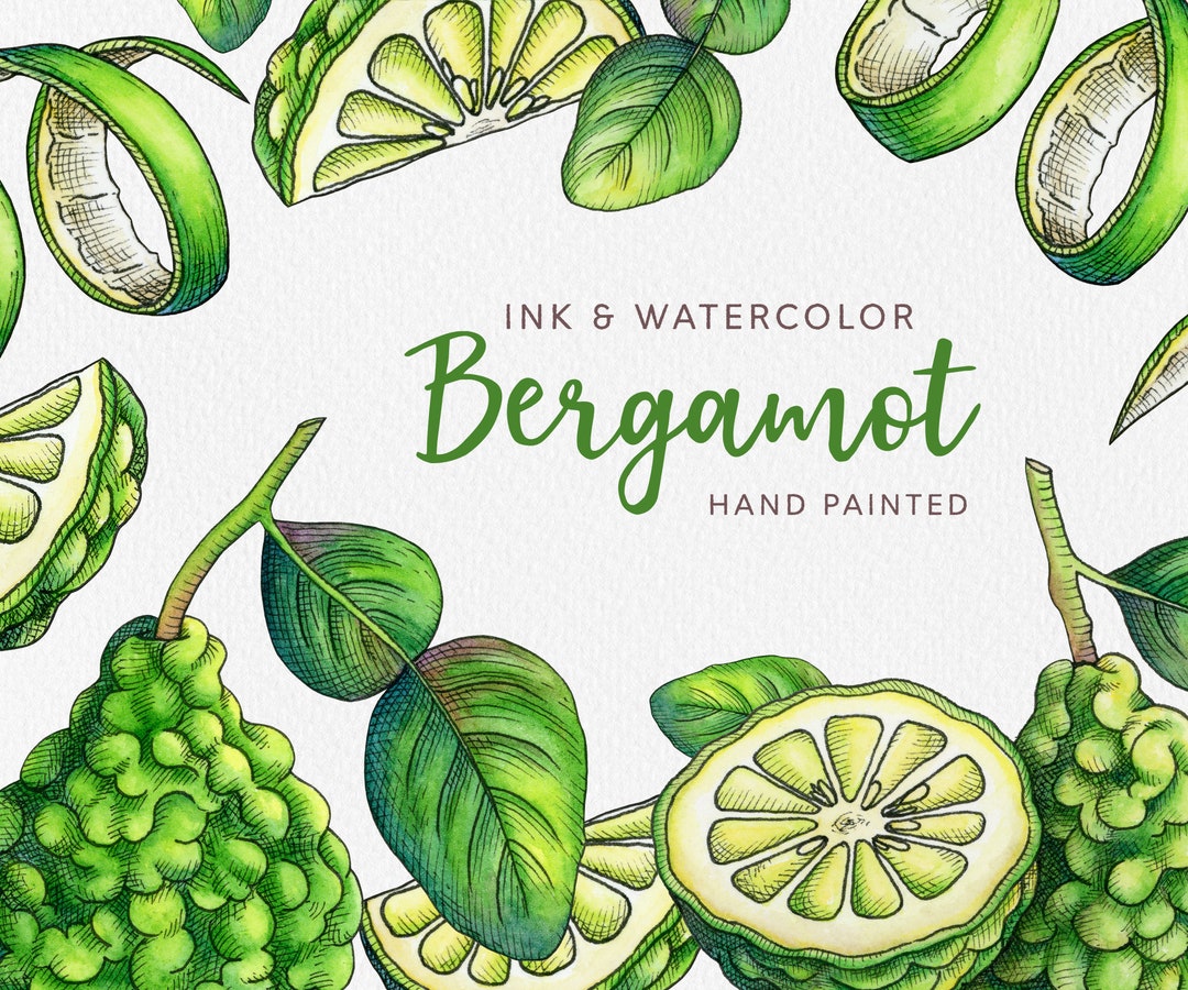 Bergamot Watercolor Clipart: Hand-painted PNG Graphics (digital ...