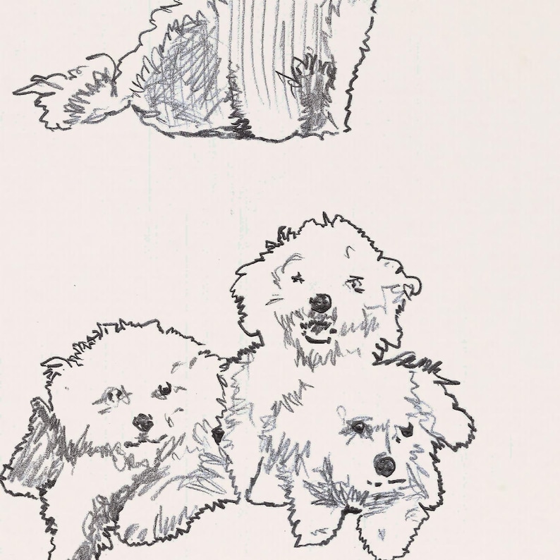 Bolognese Dog Art Print: Original Pencil Sketches - Etsy