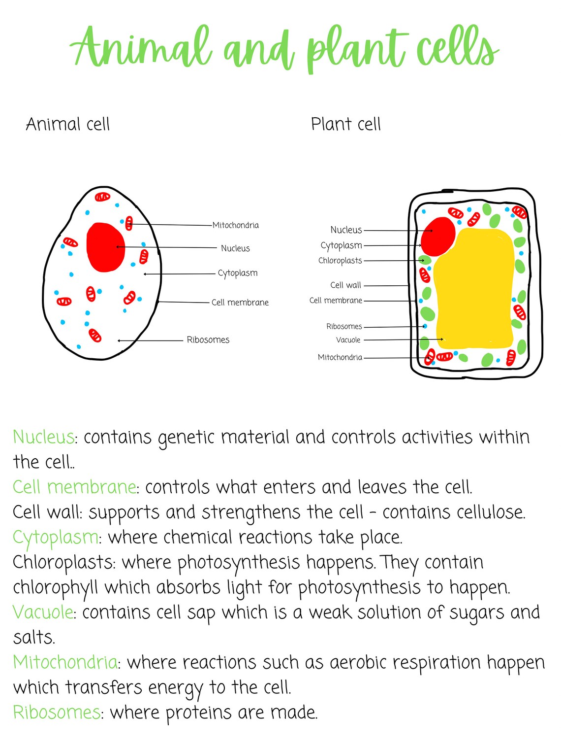 GCSE Biology Cell Structure Topic 1 AQA - Etsy UK
