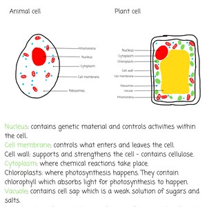 GCSE Biology Cell Structure Topic 1 AQA - Etsy UK