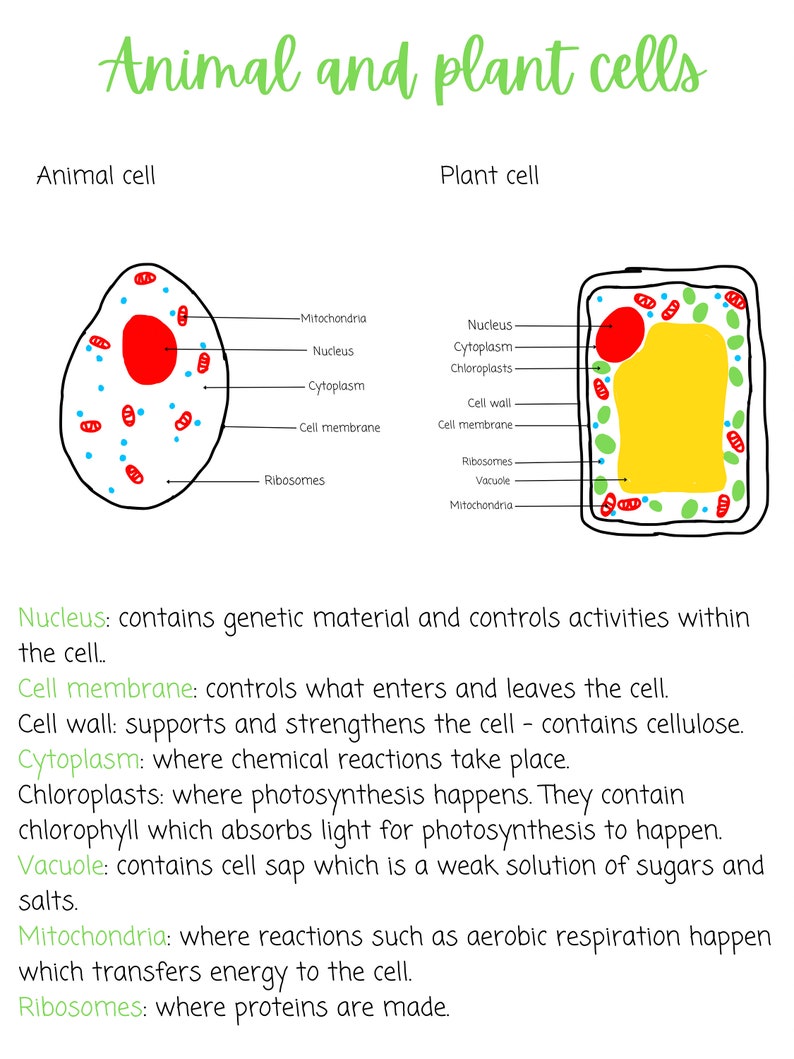 GCSE Biology Cell Structure Topic 1 AQA - Etsy UK
