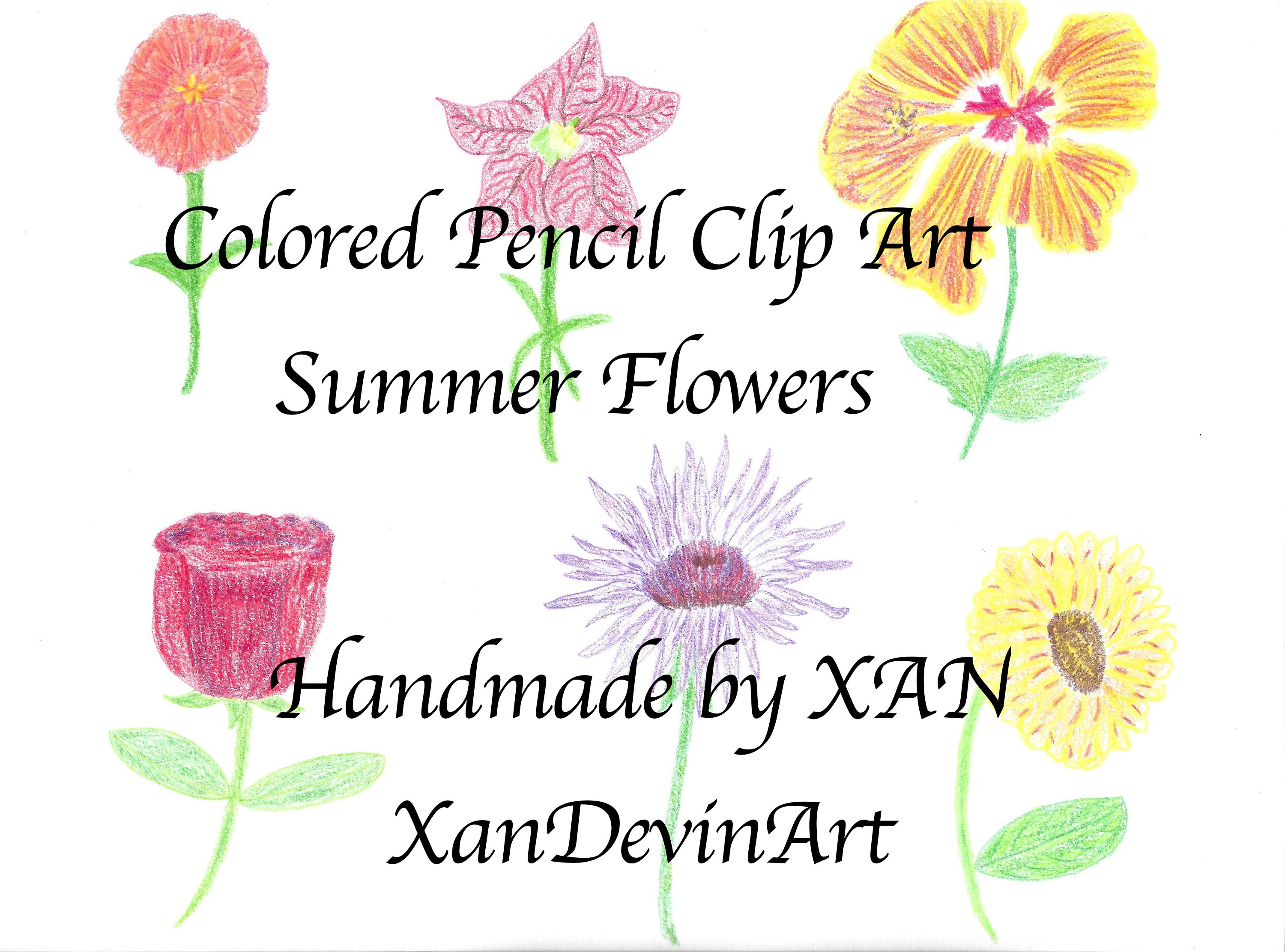 Colored Pencil Clip Art Summer Flowers PNG Files - Etsy