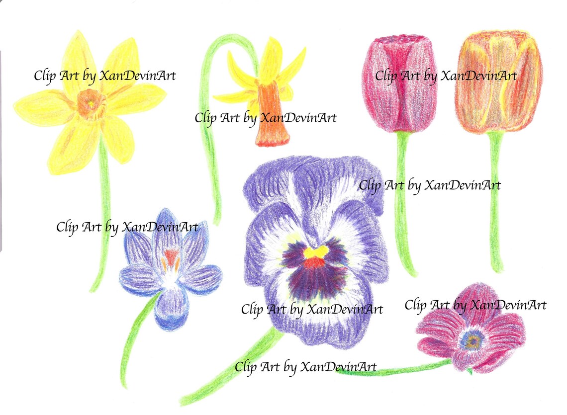 Colored Pencil Clip Art Spring Flowers PNG Files - Etsy