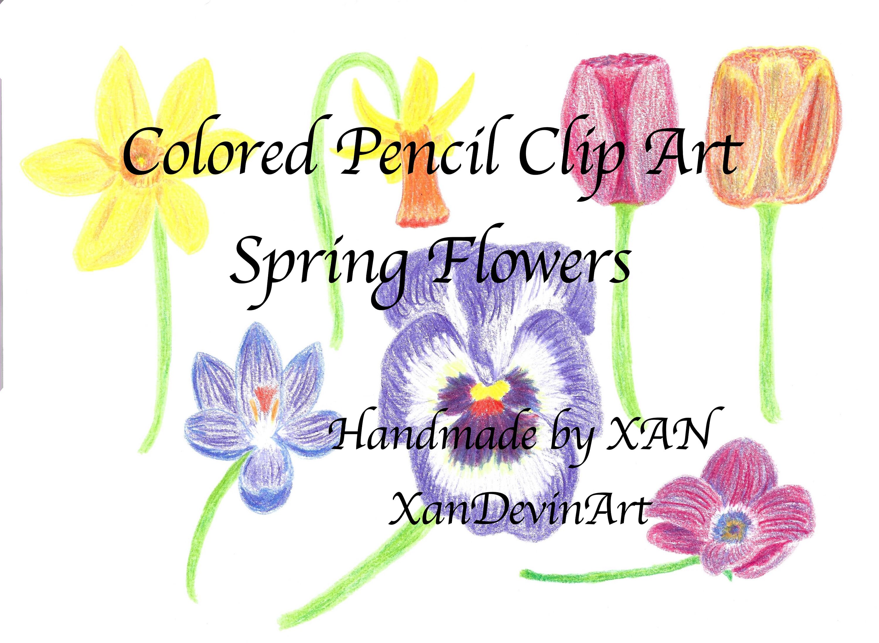 Colored Pencil Clip Art Spring Flowers PNG Files - Etsy