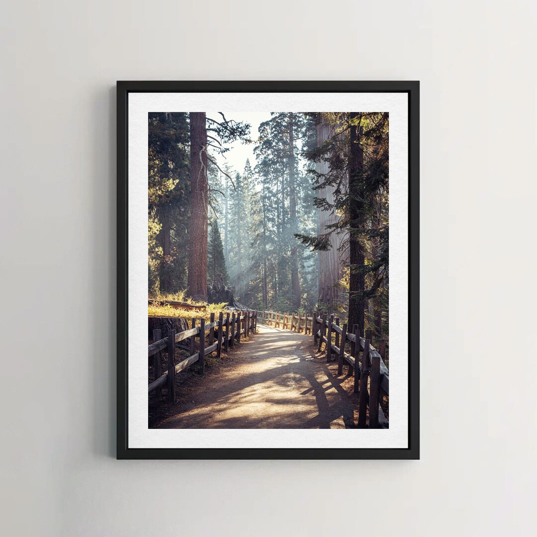 Sylvan Path Photo Print (unframed), Sequoia National Park, California ...