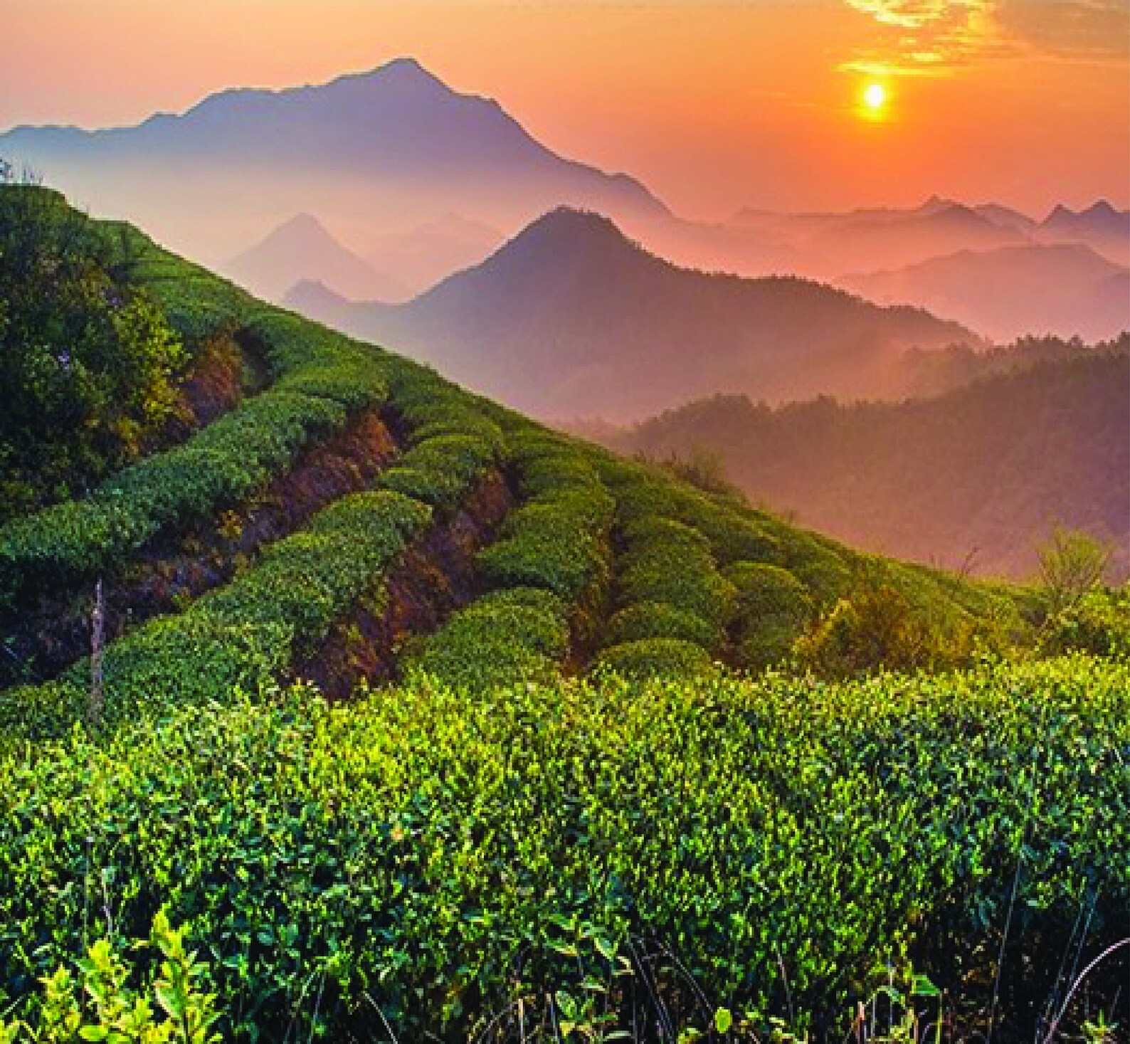 High Mountain Black Tea - Etsy