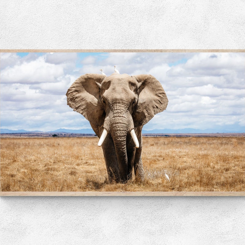Frame Tv Art Elephant - Etsy
