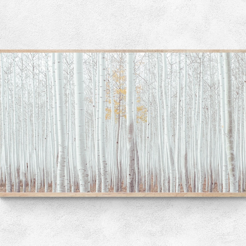 Birch Tree Wallpaper - Etsy