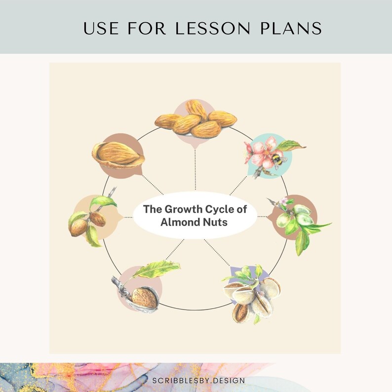 Clip Art: the Almond Grove - Etsy