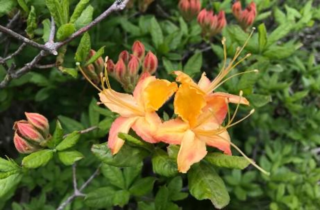 Flame Azalea - Live Plant - #3 Gallon, 3'-4' Tall - Etsy