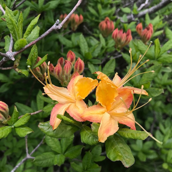 Yellow Azalea Plants - Etsy