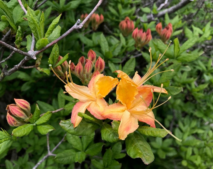 Flame Azalea - Live Plant - #1 Gallon - Etsy