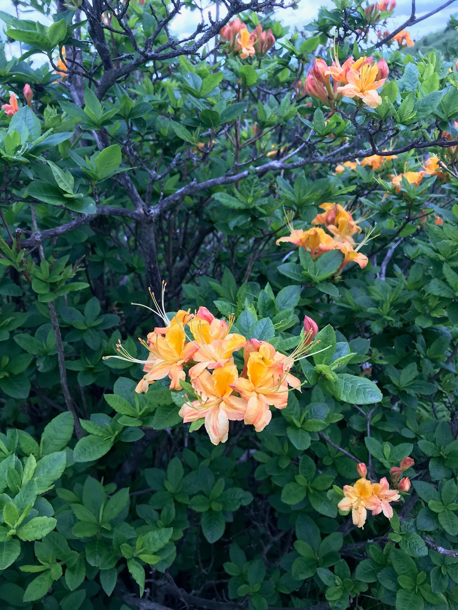 Flame Azalea - Live Plant - #1 Gallon - Etsy