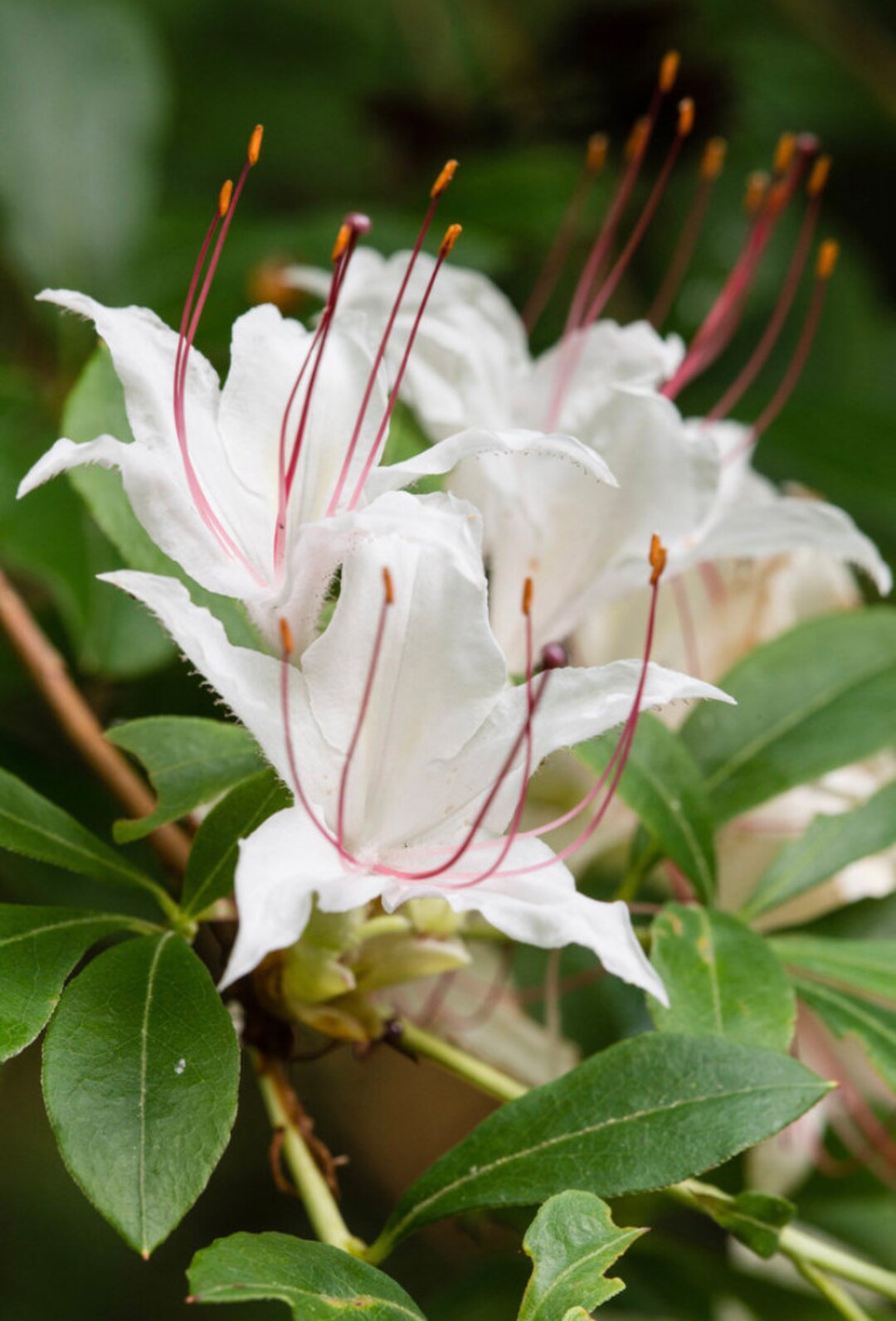 Sweet Azalea Live Plant 1 Gallon - Etsy