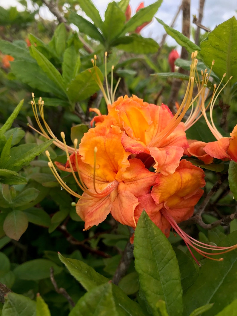 Flame Azalea - Live Plant - #1 Gallon - Etsy