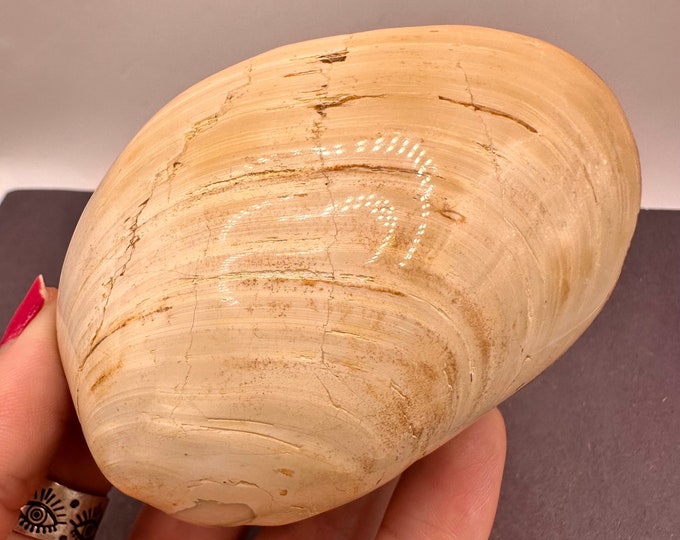 Bivalve Fossil From Madagascar - Clamshell Fossil From the Late ...