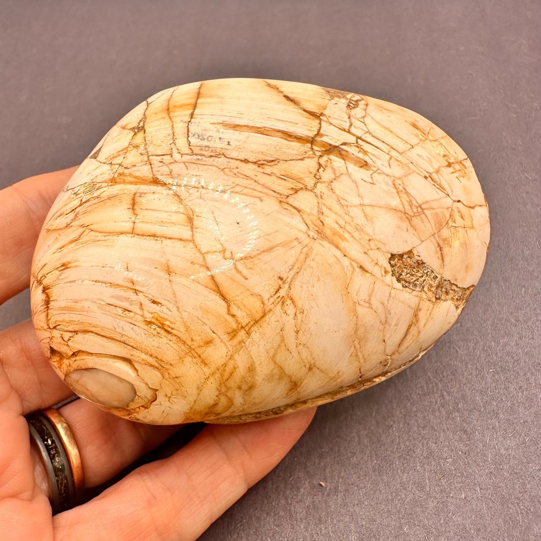 Bivalve Fossil From Madagascar - Clamshell Fossil From the Late ...