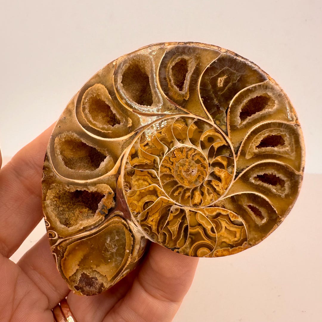 Ammonite - so Handsome! Calliphylloceras Phylloceratidae Ammonite ...