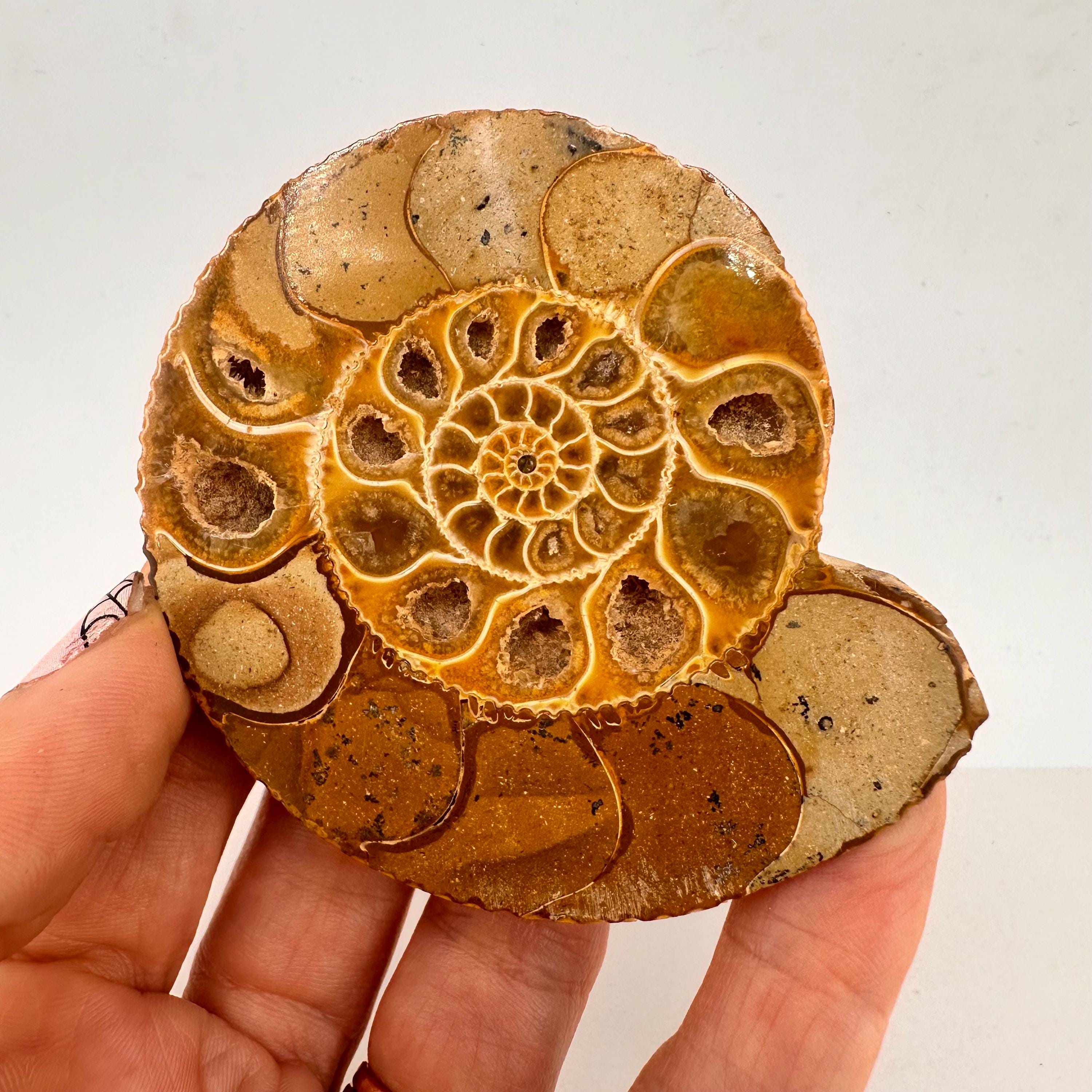 Ammonite - so Handsome! Calliphylloceras Phylloceratidae Ammonite ...