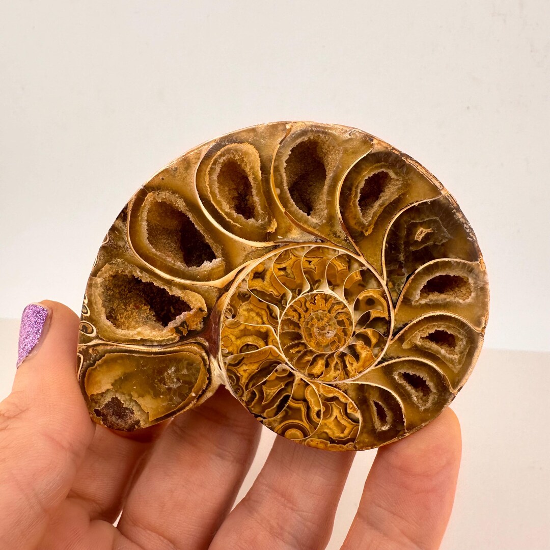 Ammonite so Handsome Calliphylloceras Phylloceratidae Ammonite Fossil ...