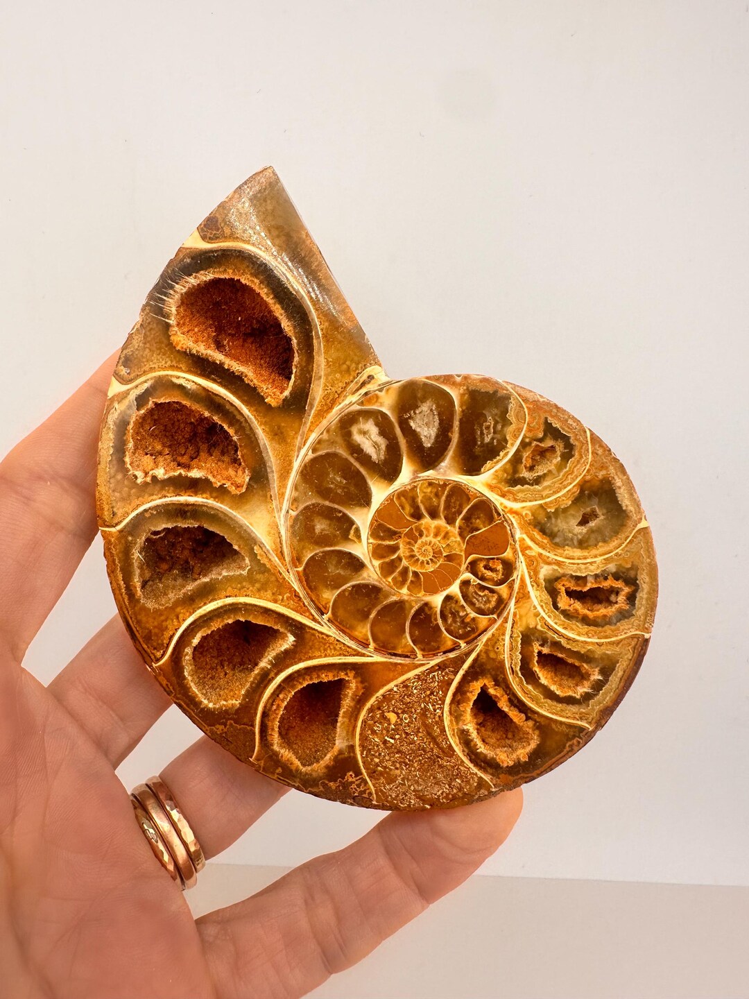 Ammonite - so Handsome! Calliphylloceras Phylloceratidae Ammonite ...