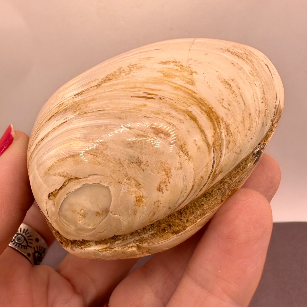 Bivalve Fossil From Madagascar Clamshell Fossil From the Late Jurassic ...