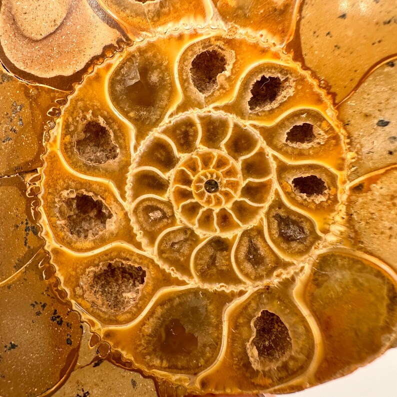 Ammonite - so Handsome! Calliphylloceras Phylloceratidae Ammonite ...
