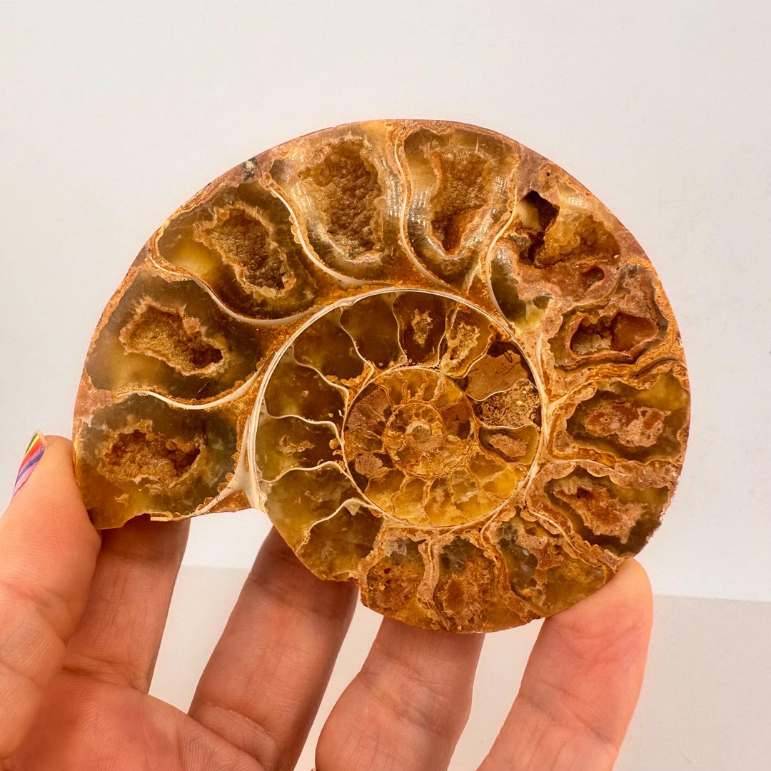 Ammonite - so Handsome! Calliphylloceras Phylloceratidae Ammonite ...