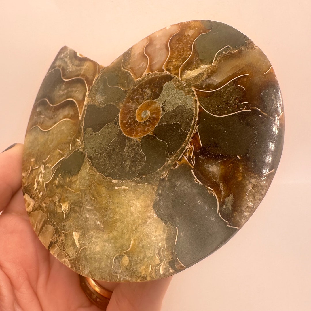 Colorful Ammonite so Handsome Cleoniceras Ammonite Fossil, Polished ...