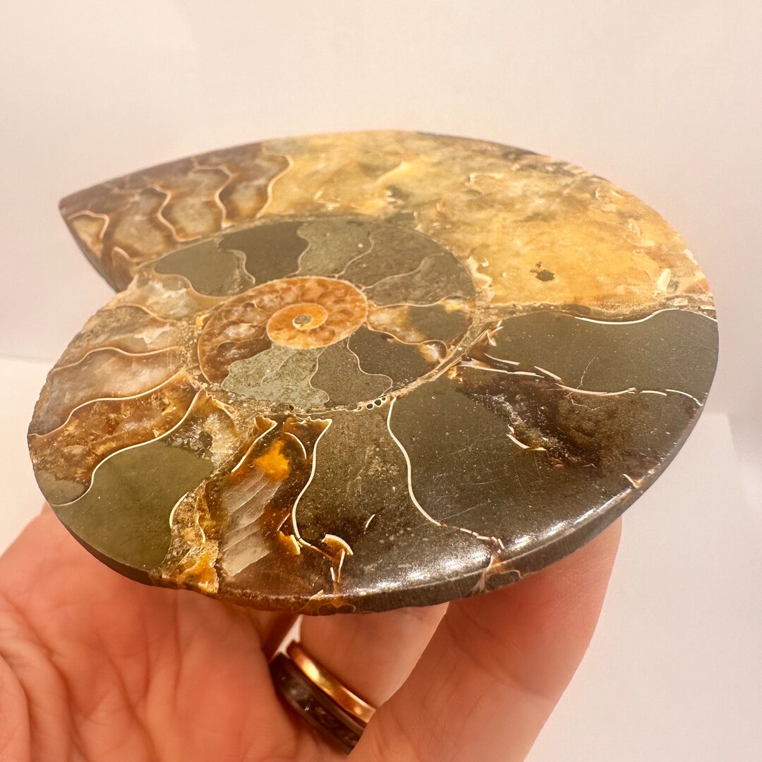 Colorful Ammonite so Handsome Cleoniceras Ammonite Fossils, Polished ...